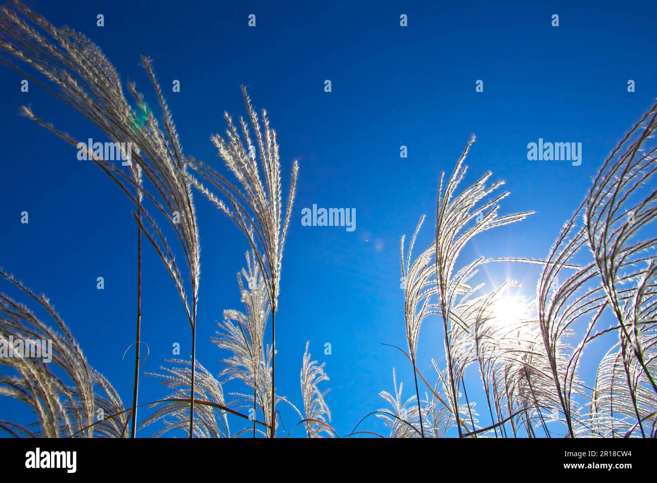Japanese plume grass and sun of Hiruzen plateau Stock Photo - Alamy