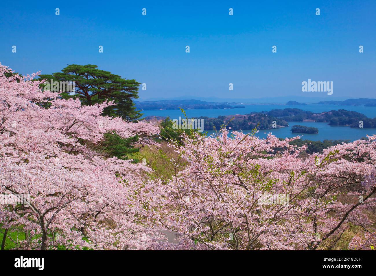 Matsushima and cherry of Matsy park of Saigyo Modoshi Stock Photo - Alamy