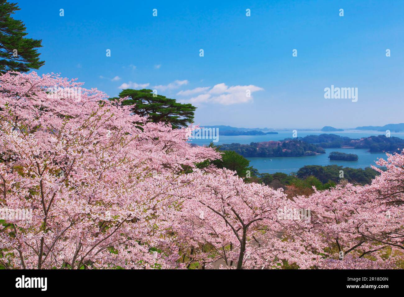 Matsushima and cherry of Matsy park of Saigyo Modoshi Stock Photo - Alamy