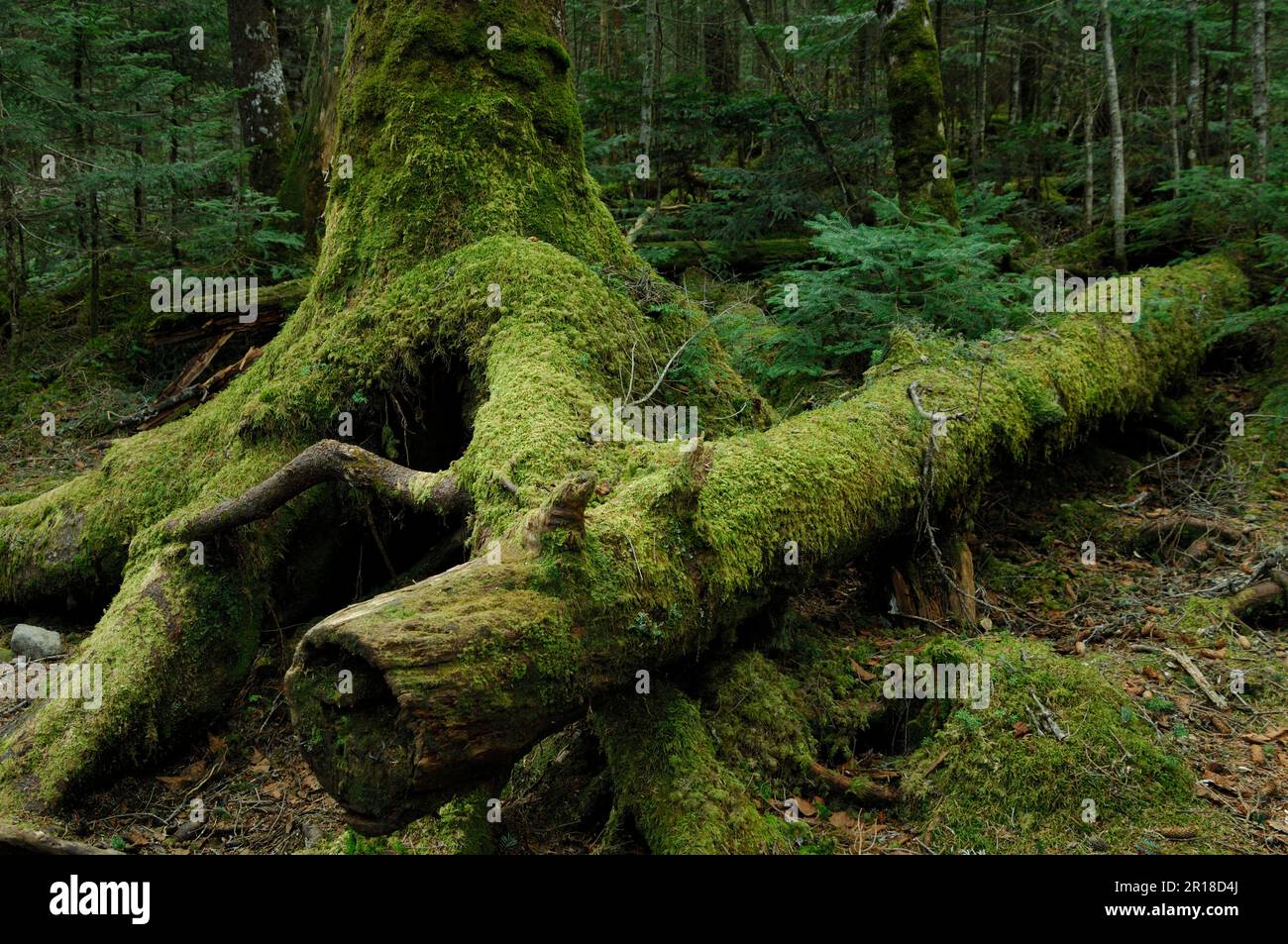 Virgin forest of Yatsugatake Stock Photo - Alamy