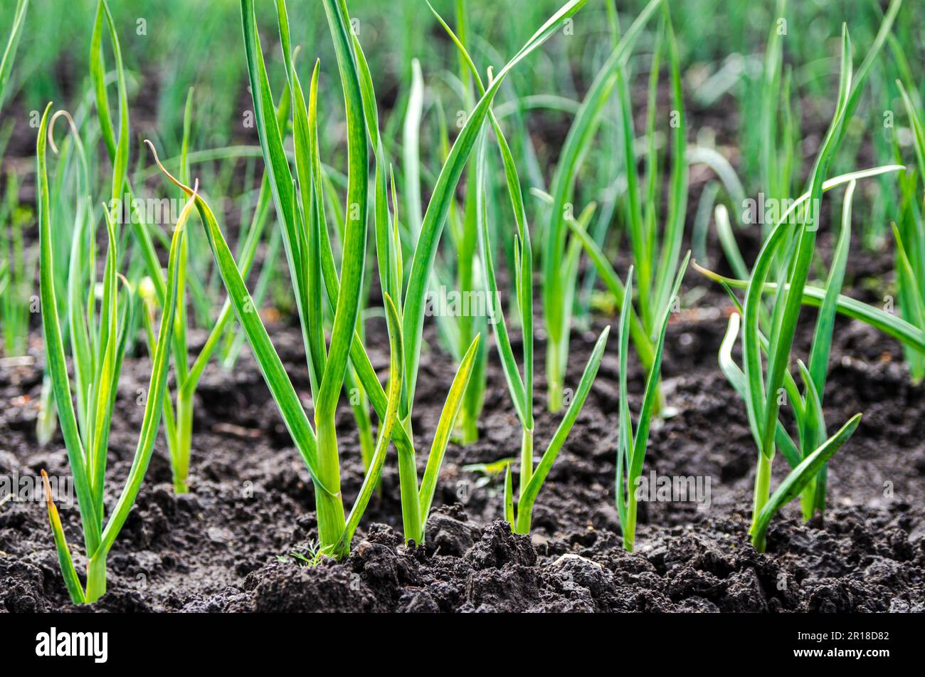 Close up row of new growth of green garlic Stock Photo - Alamy