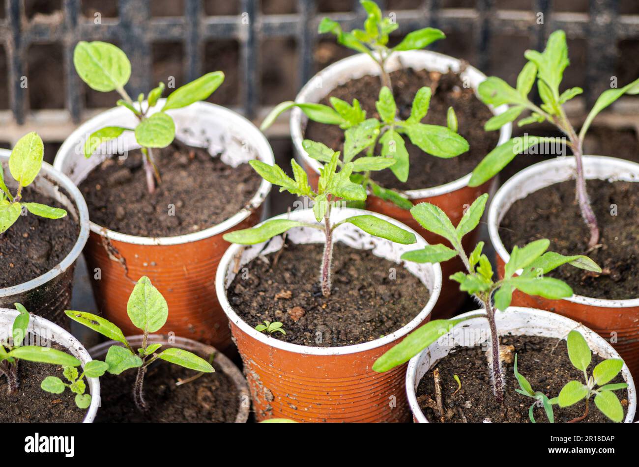 Tomato plant seedling in pot hi-res stock photography and images - Alamy