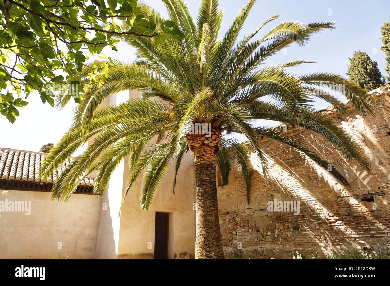 A close up view of a majestic palm tree growing in a lush garden in the ...