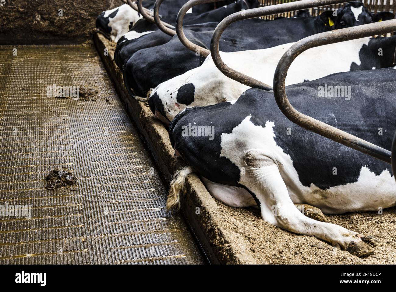 MOLENLANDEN, Netherlands, 12/05/2023, A low-emission barn at a dairy ...
