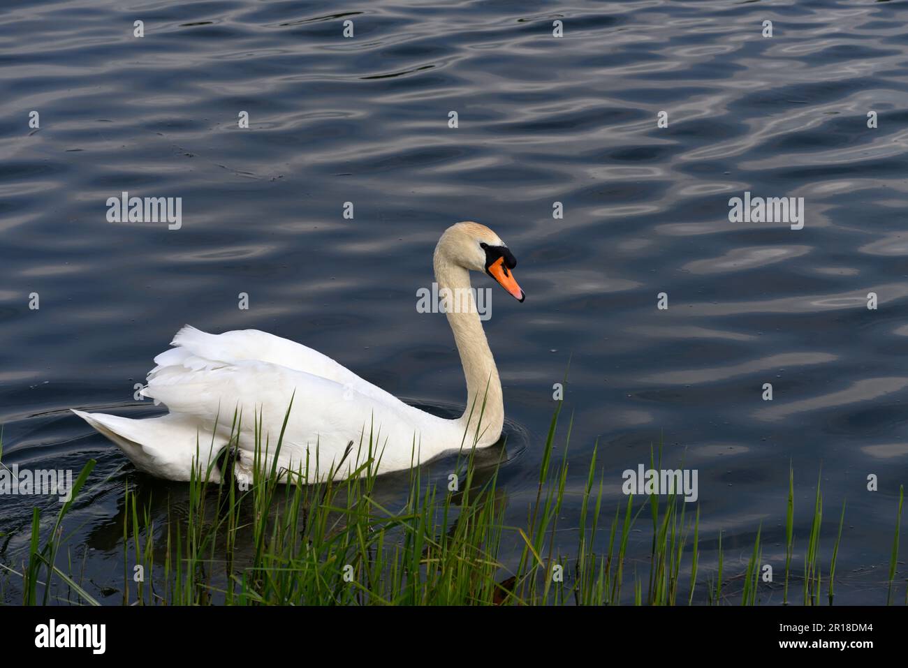 Swan climate change hi-res stock photography and images - Alamy