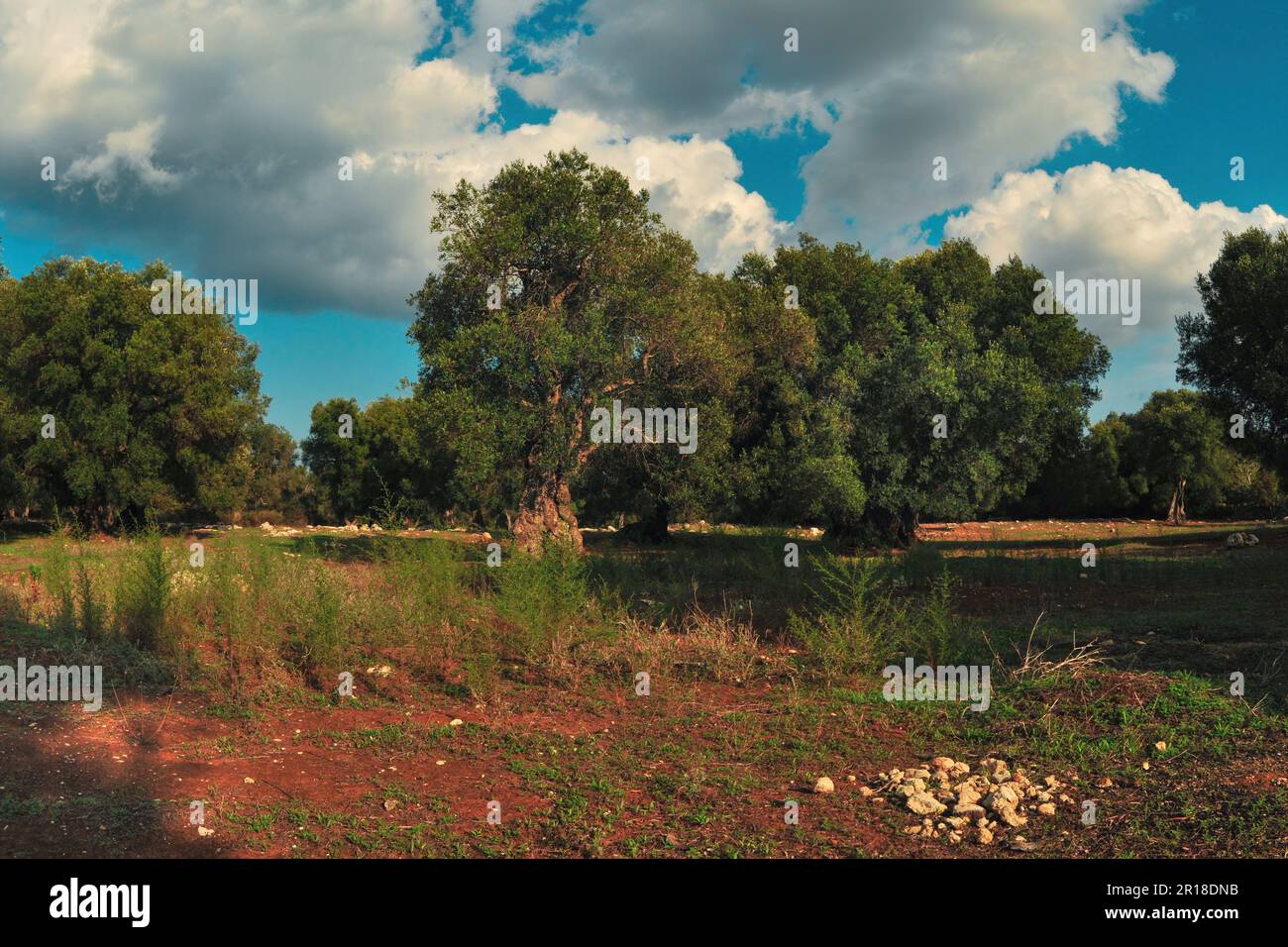 Red soil in the old olive garden. Rural landscape in the south of of ...