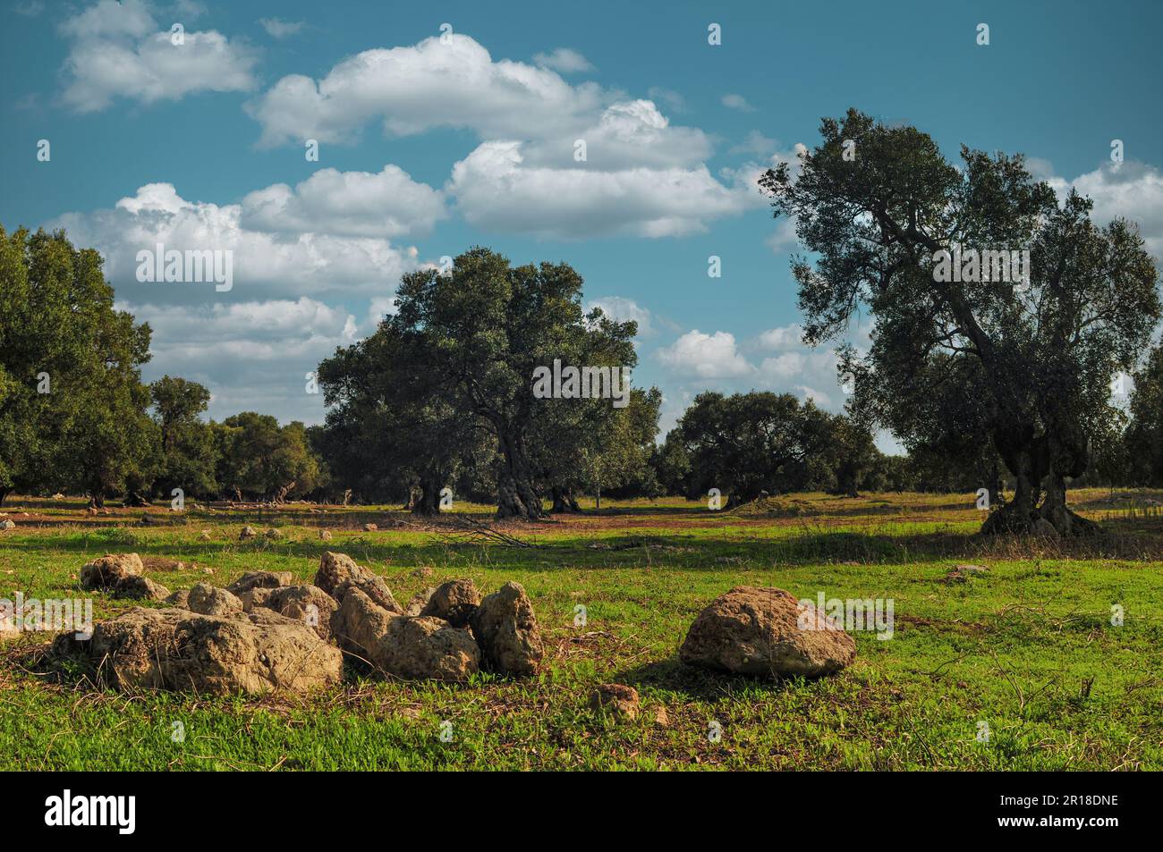 Olive trees red soil hi-res stock photography and images - Alamy