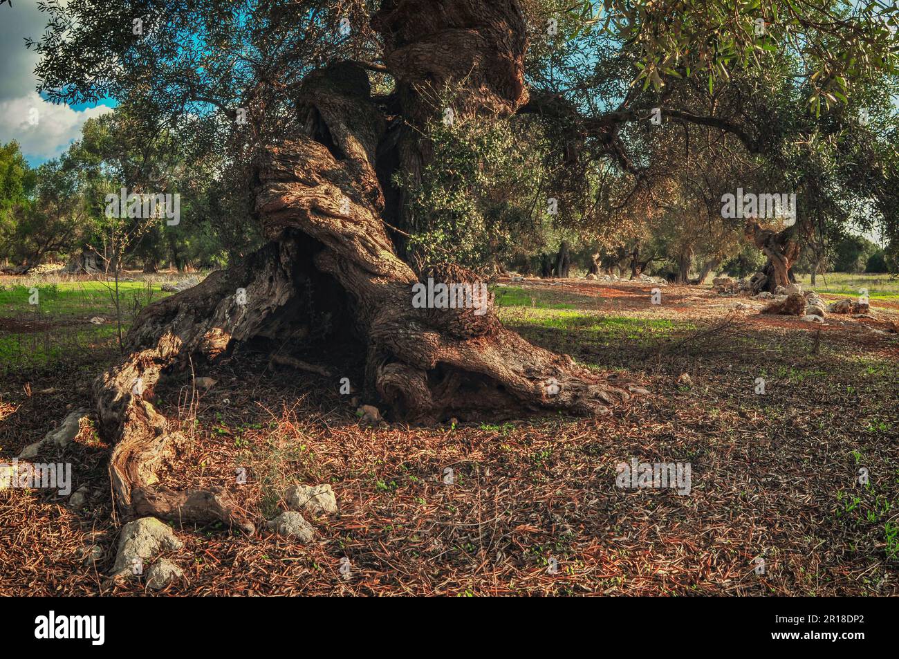 Big tree root italy hi-res stock photography and images - Alamy