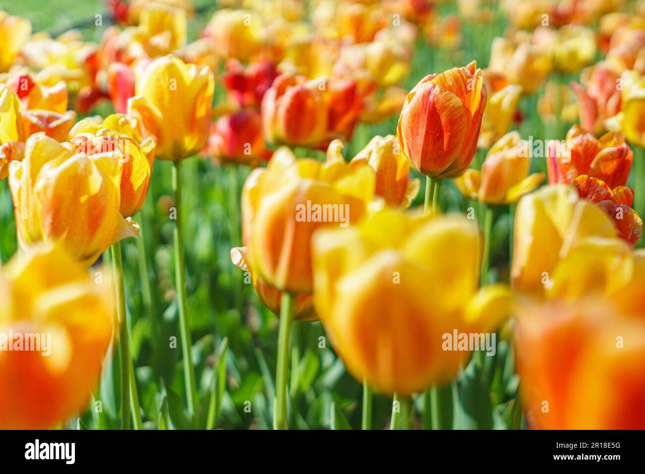 darwin hybrids tulips beauty of apeldoorn Stock Photo - Alamy
