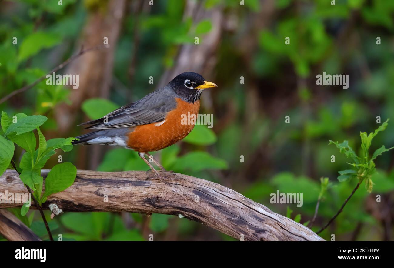 Colorfull bird sitting on hi-res stock photography and images - Alamy