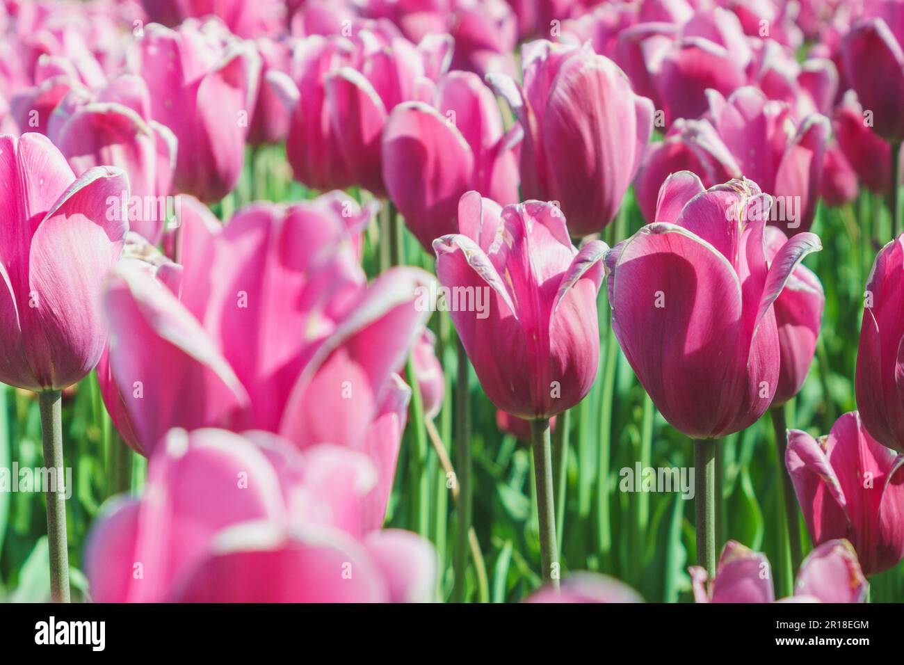 Bloom tulips hi-res stock photography and images - Alamy
