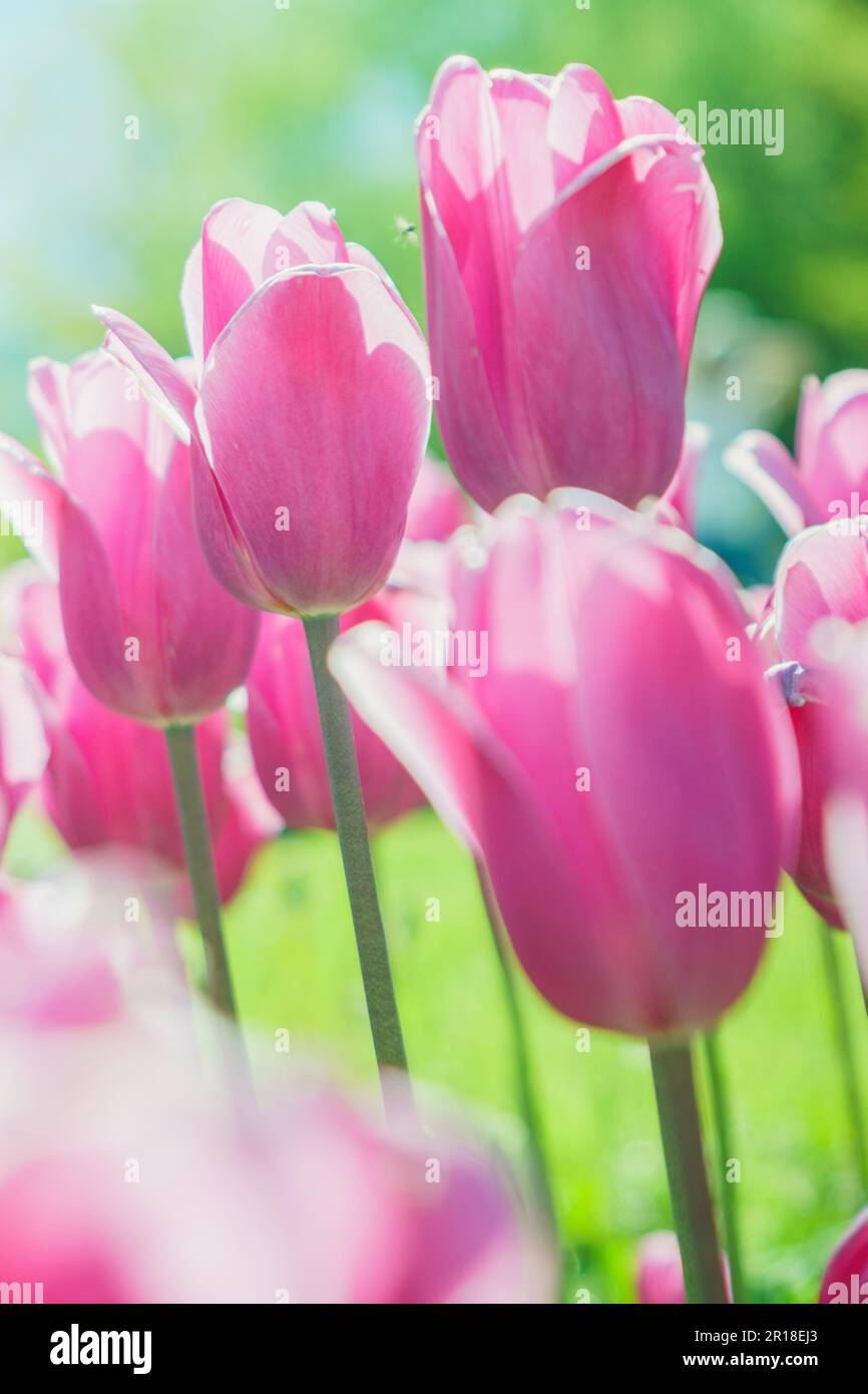 Flower fortress hi-res stock photography and images - Alamy