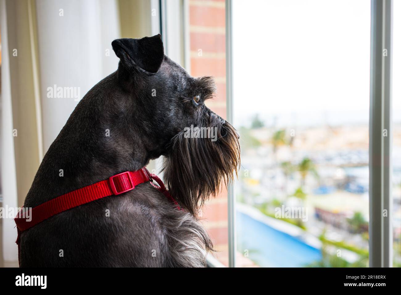 puppy sitting on the window looking out the window. cute little dog ...