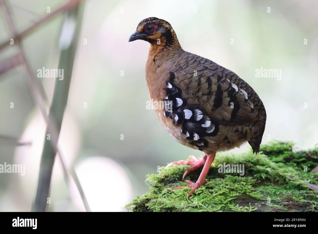 Chestnut-necklaced Partridge or Sabah Partridge (Tropicoperdix graydoni ...
