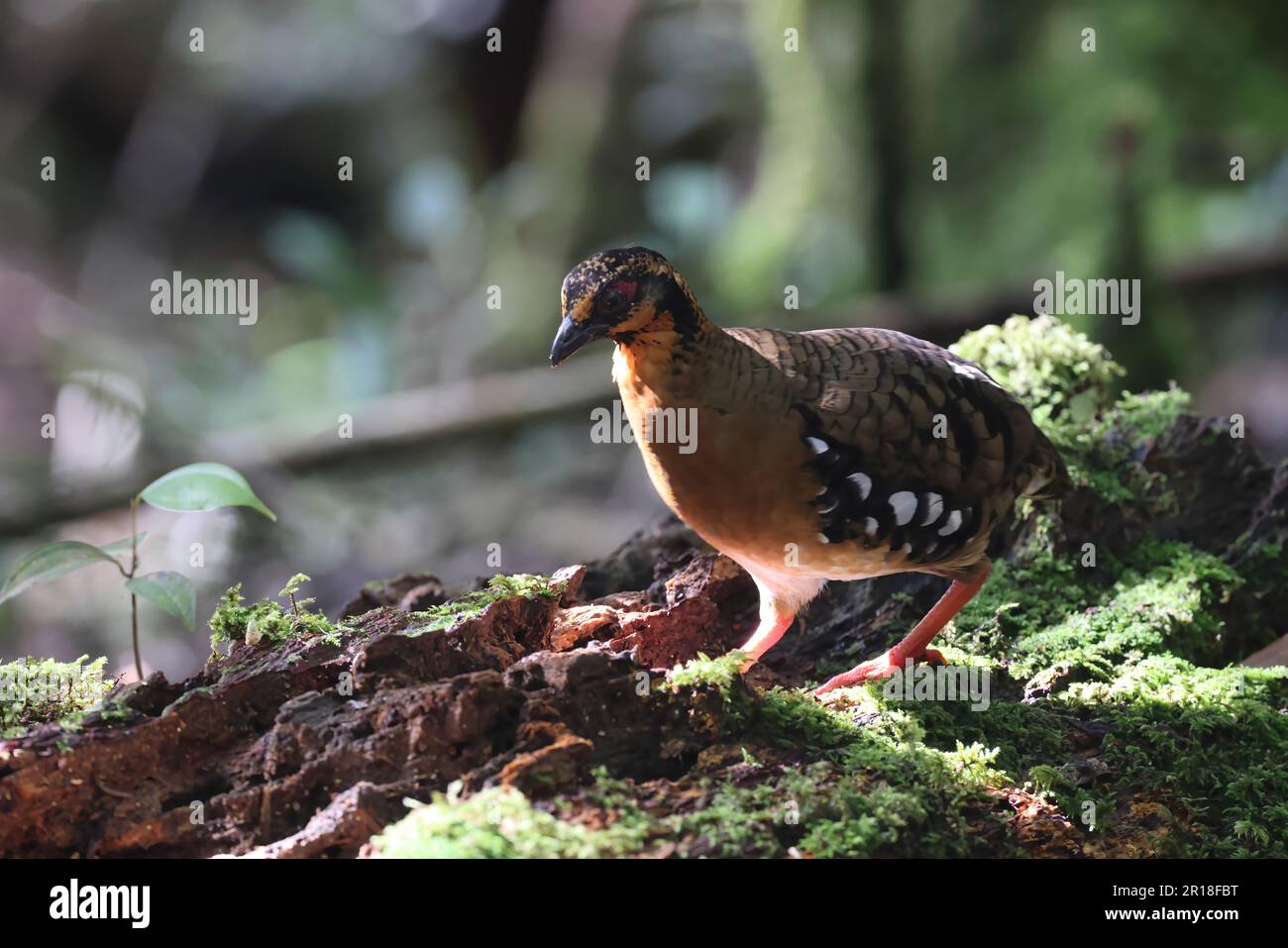 Chestnut-necklaced Partridge or Sabah Partridge (Tropicoperdix graydoni ...