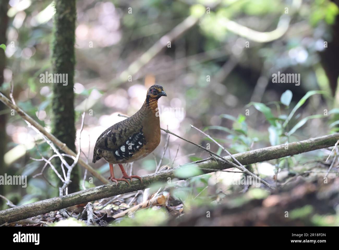 Tropicoperdix hi-res stock photography and images - Alamy