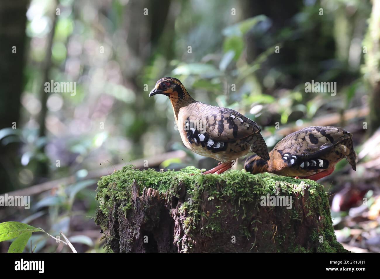 Chestnut-necklaced Partridge or Sabah Partridge (Tropicoperdix graydoni ...