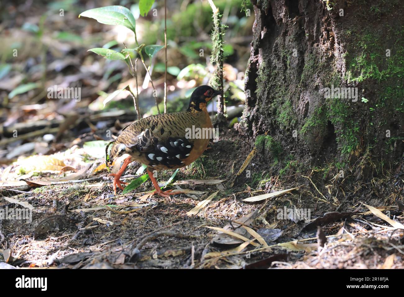 Tropicoperdix hi-res stock photography and images - Alamy