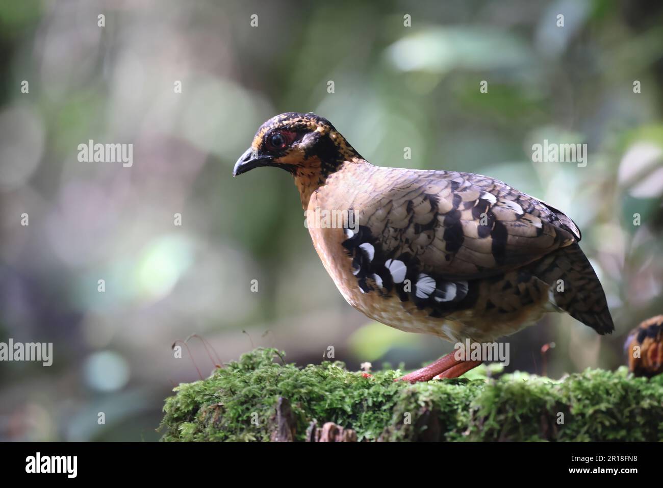 Chestnut-necklaced Partridge or Sabah Partridge (Tropicoperdix graydoni ...