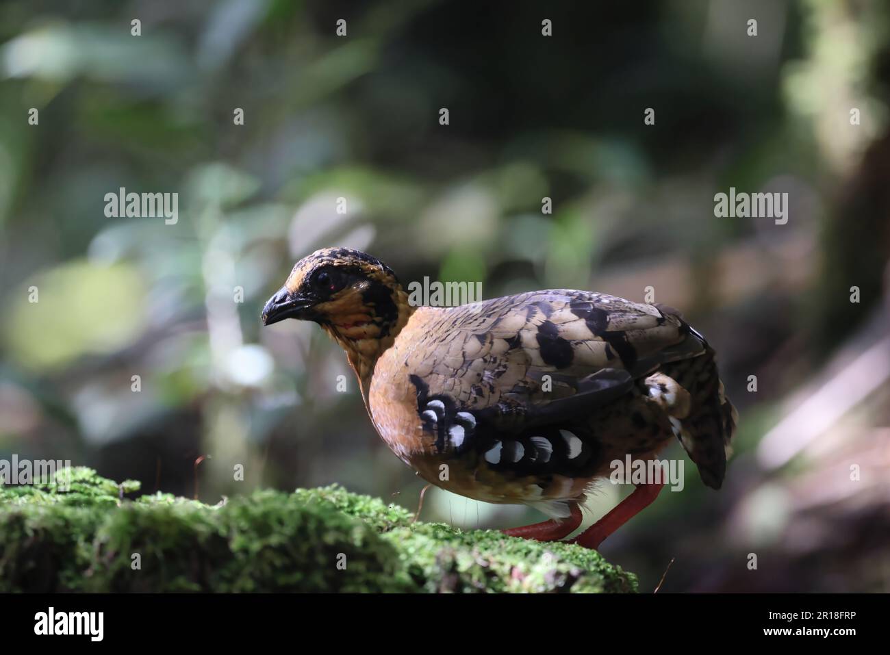 Tropicoperdix hi-res stock photography and images - Alamy