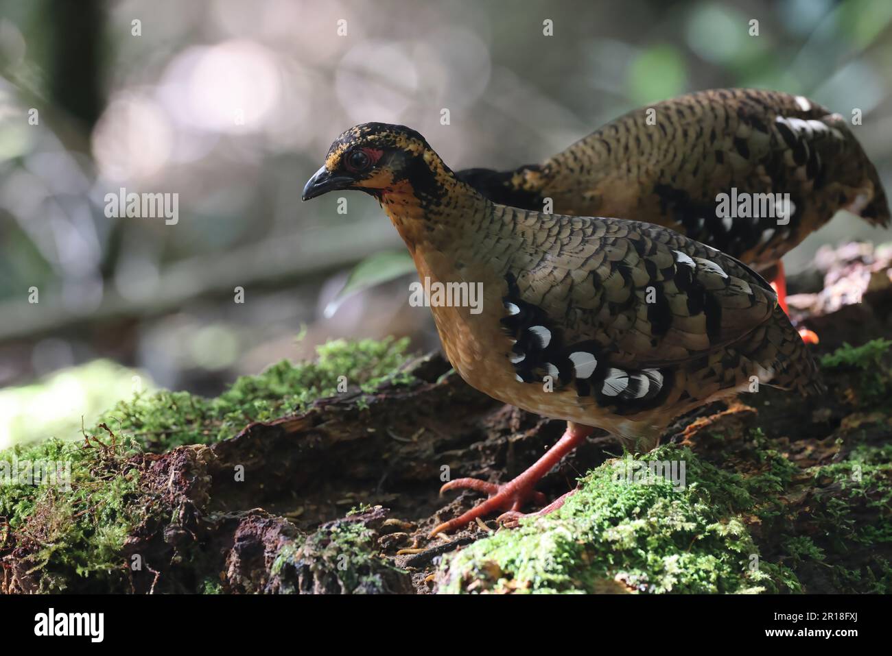 Tropicoperdix graydoni hi-res stock photography and images - Alamy