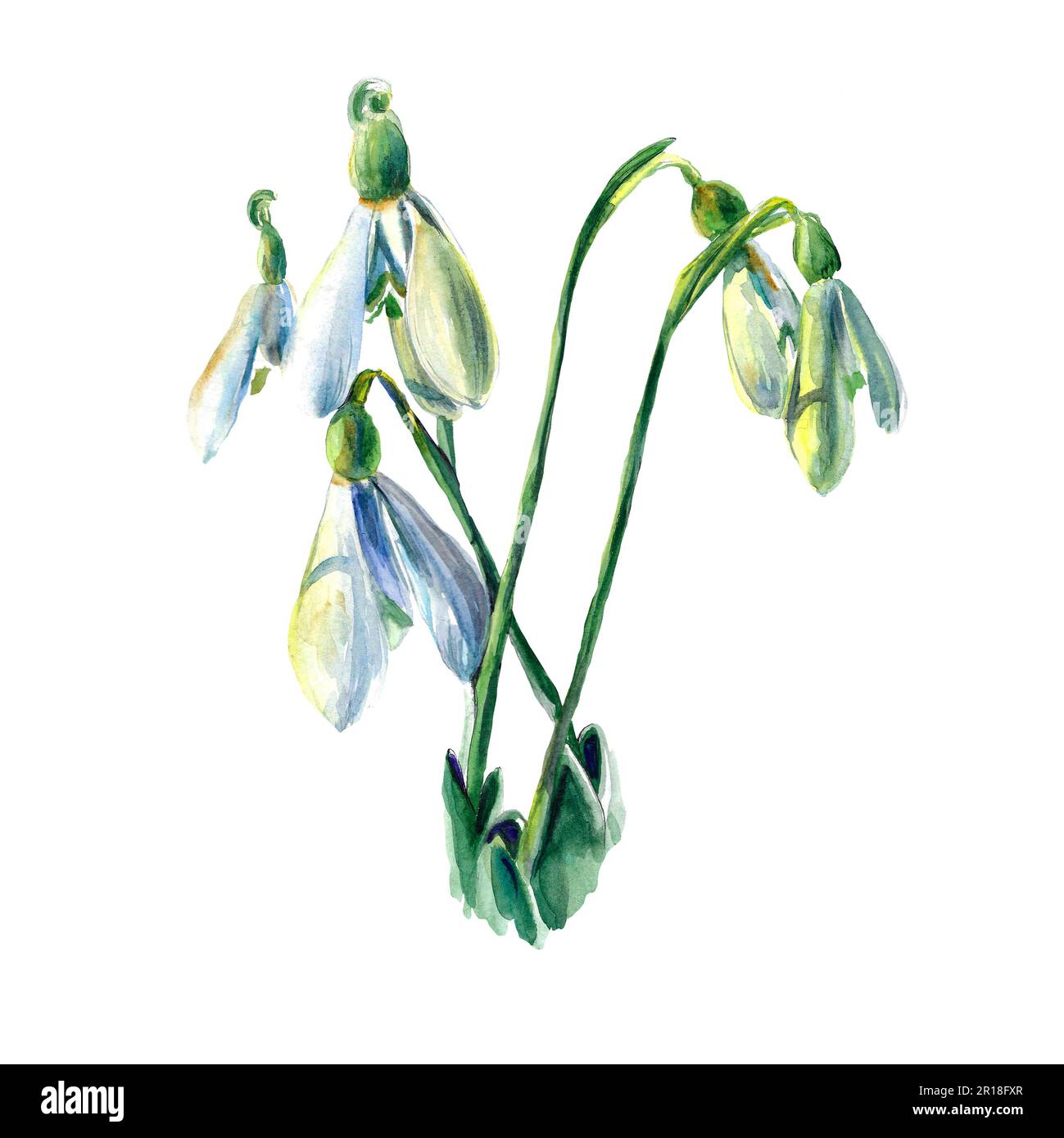 Snowdrop botanical illustration hi-res stock photography and images - Alamy