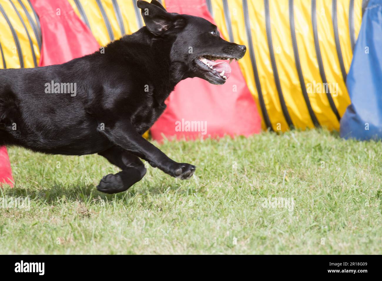 Labrador Retriever running by a tunnel at agility Stock Photo - Alamy