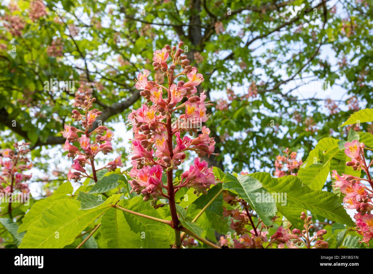Pavia rubra hi-res stock photography and images - Alamy