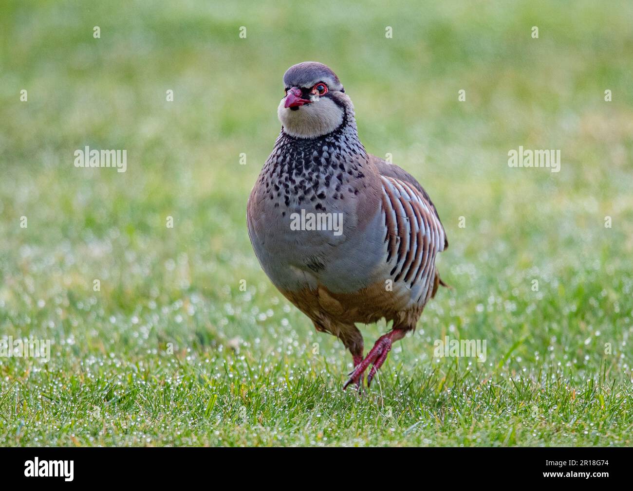 A French or red legged Partridge ( Alectoris rufa) strutting its way ...