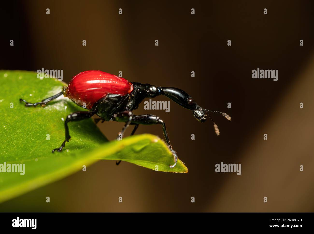 Strange beetle species hi-res stock photography and images - Alamy