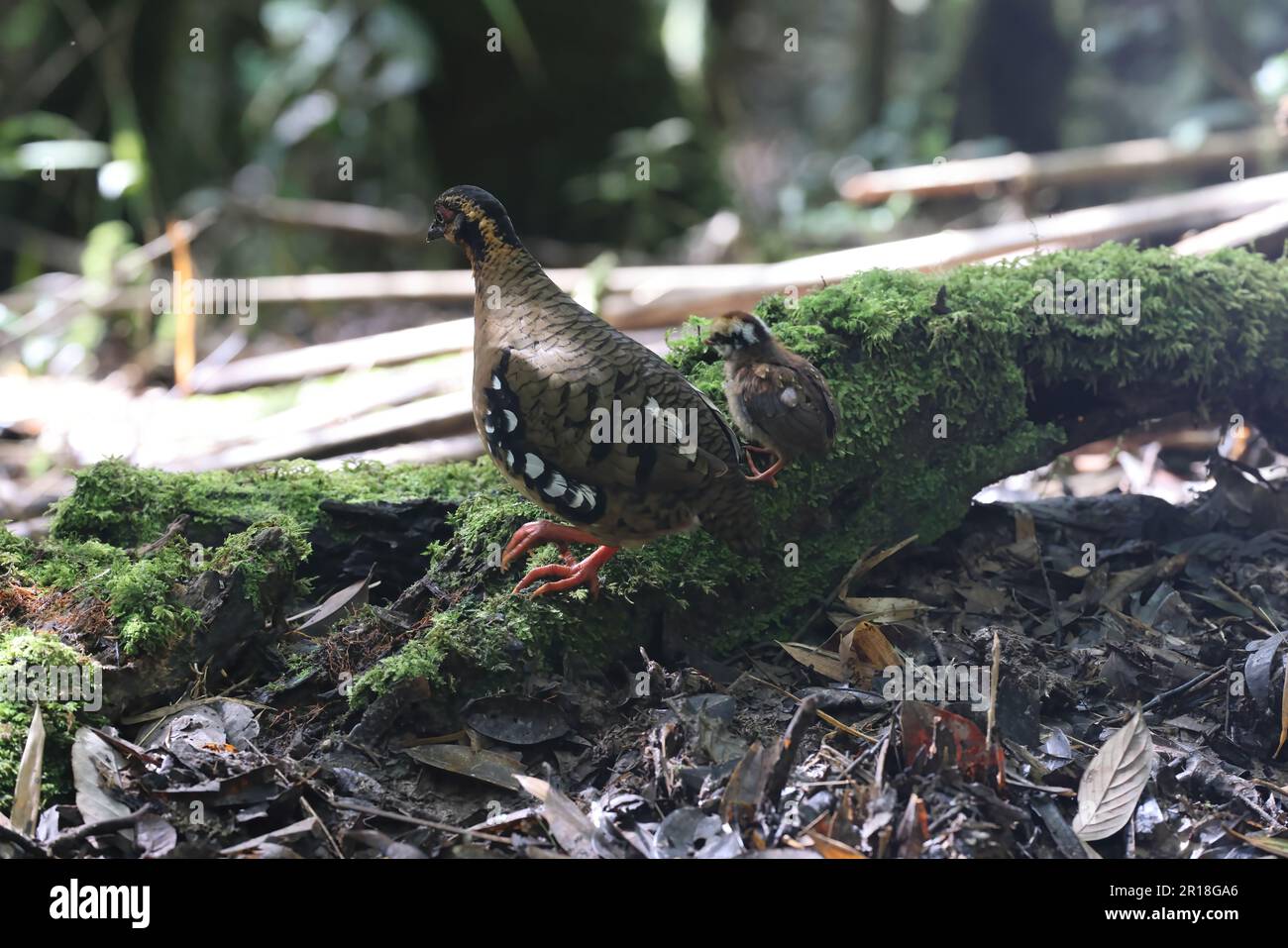 Chestnut-necklaced Partridge or Sabah Partridge (Tropicoperdix graydoni ...
