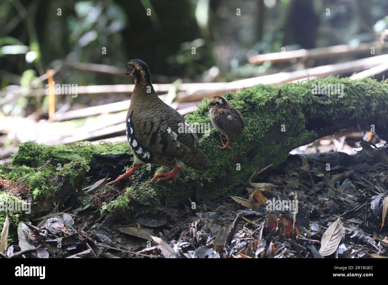 Chestnut-necklaced Partridge or Sabah Partridge (Tropicoperdix graydoni ...