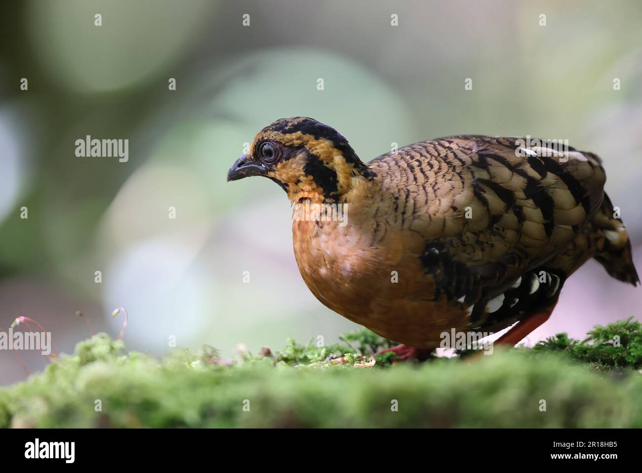 Tropicoperdix hi-res stock photography and images - Alamy