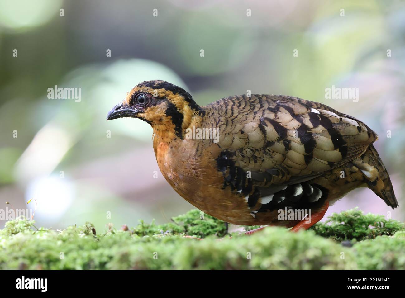 Tropicoperdix graydoni hi-res stock photography and images - Alamy