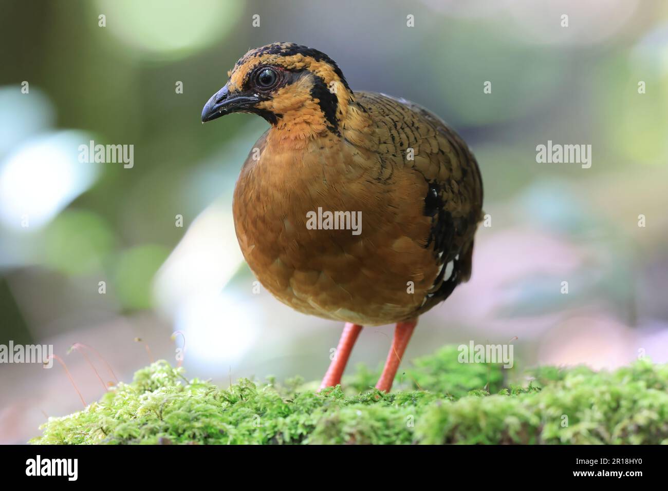 Tropicoperdix graydoni hi-res stock photography and images - Alamy