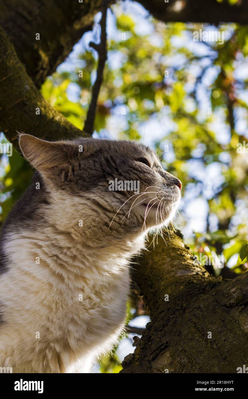 Happy cat enjoying nature Stock Photo - Alamy