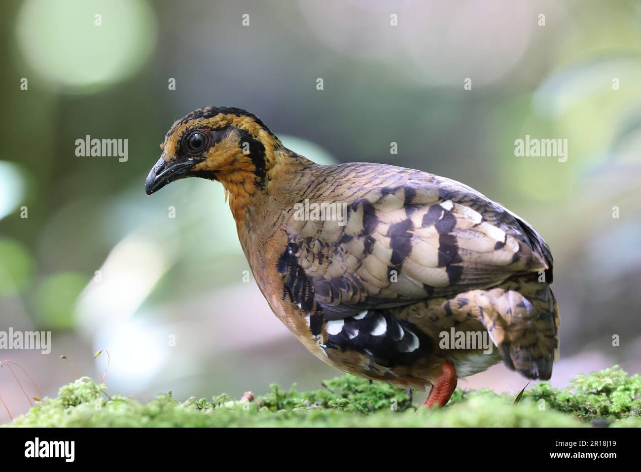 Tropicoperdix graydoni hi-res stock photography and images - Alamy