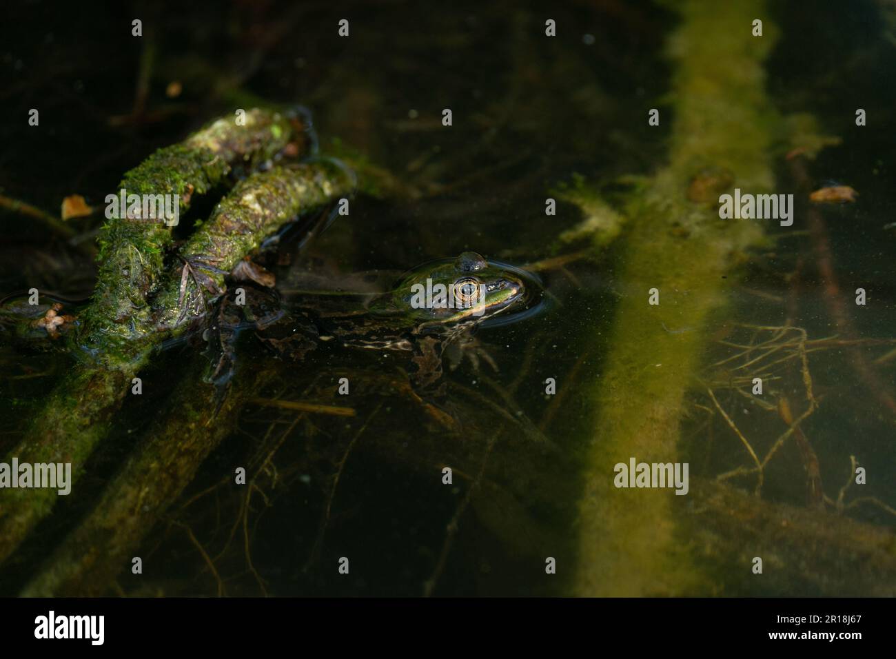 Water frogs pelophylax amphibia hi-res stock photography and images - Alamy