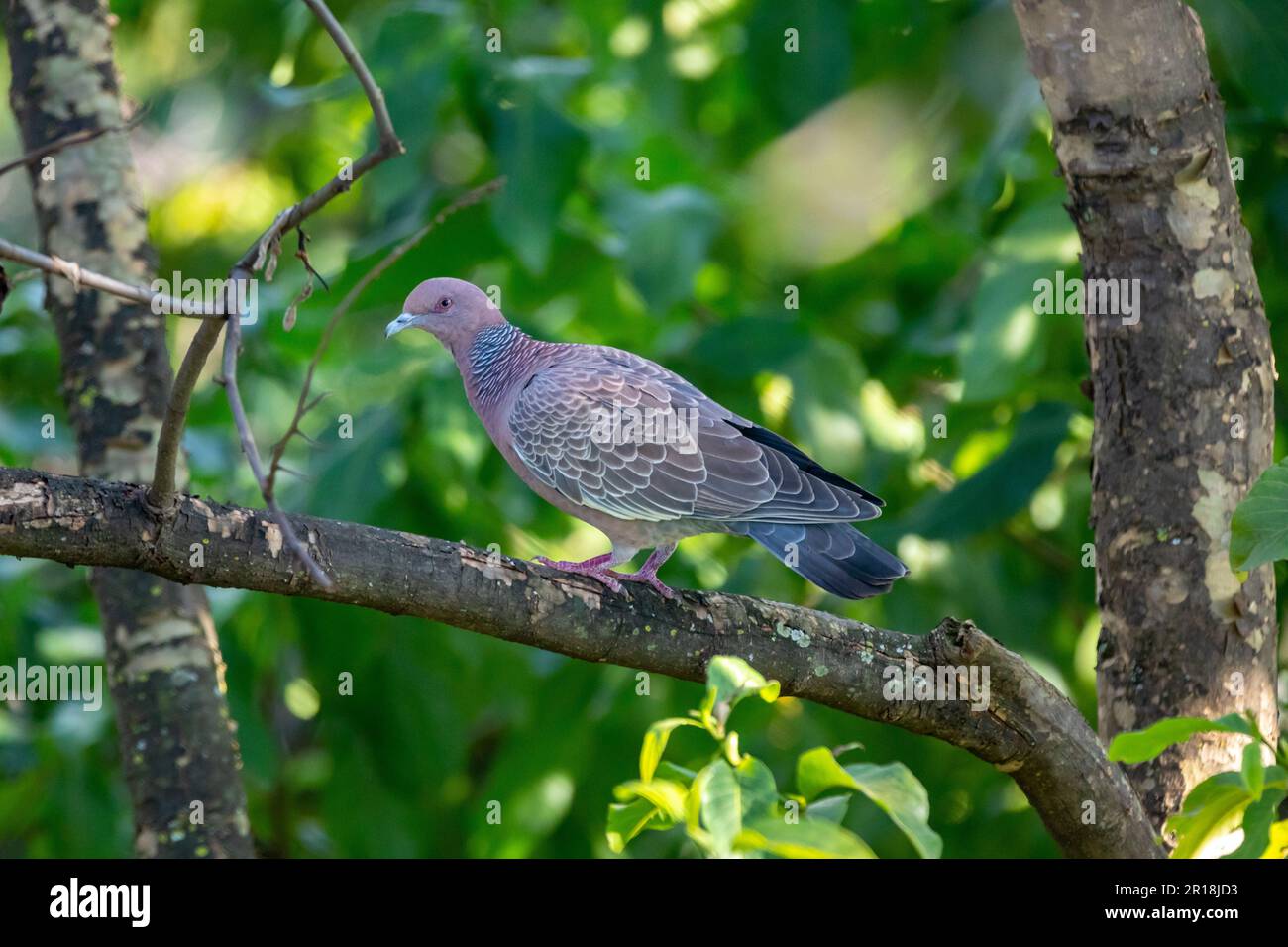 Pomba dove hi-res stock photography and images - Alamy
