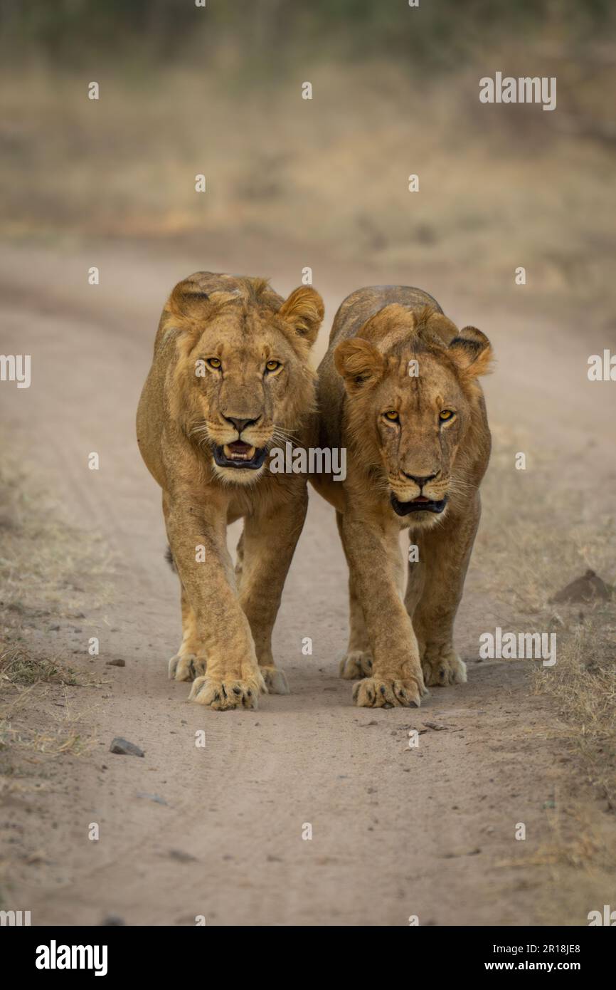 Two young male lions walk along track Stock Photo - Alamy