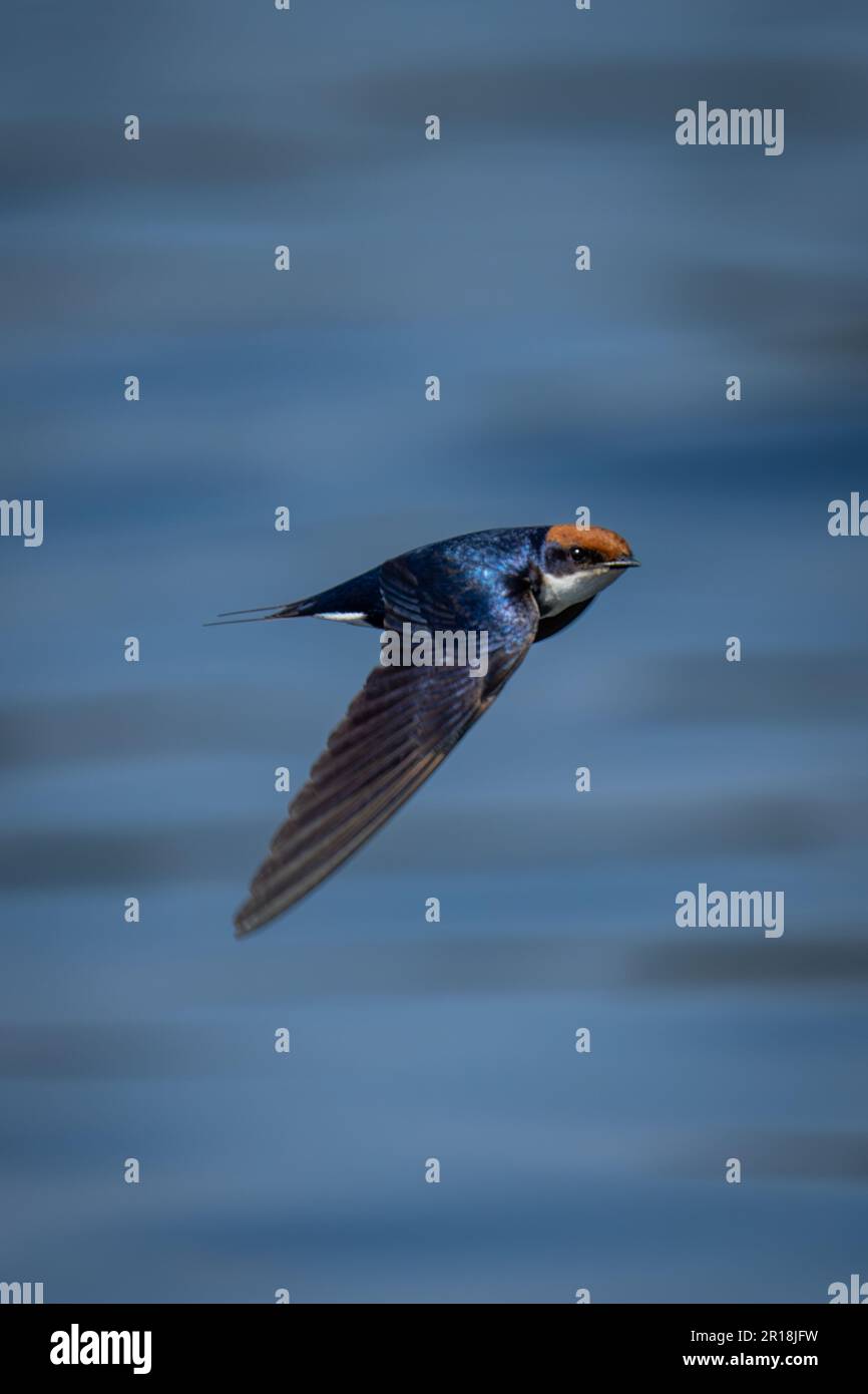 Wire-tailed swallow with catchlight flies across river Stock Photo - Alamy