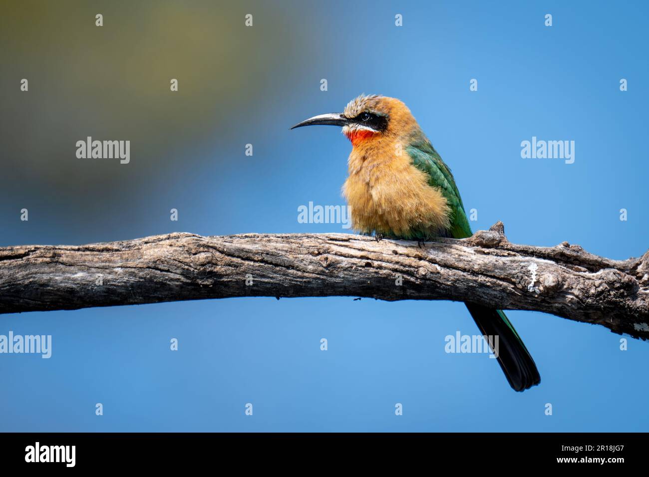 White-fronted bee-eater perches on branch facing left Stock Photo - Alamy