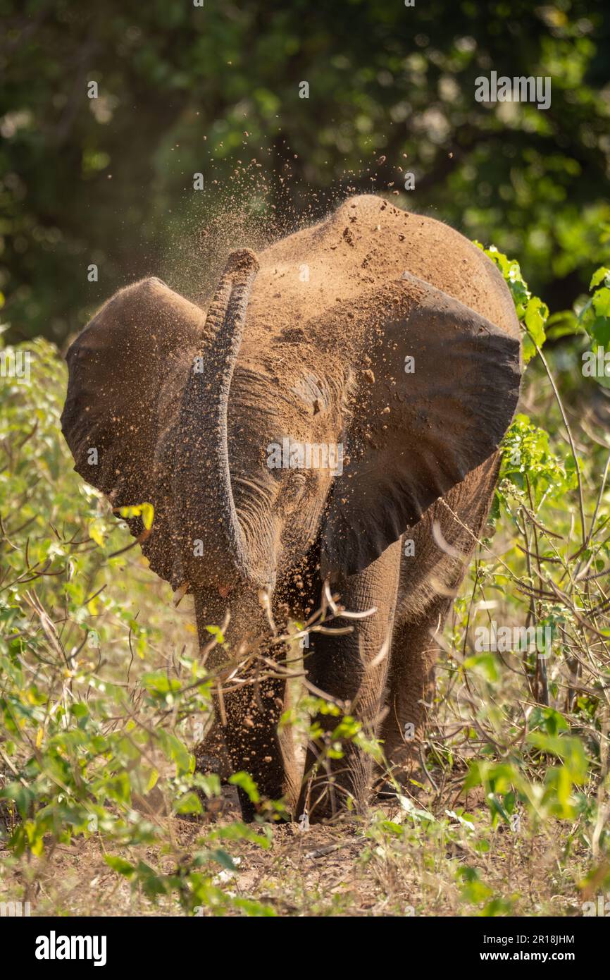 Young African elephant throwing sand over body Stock Photo - Alamy