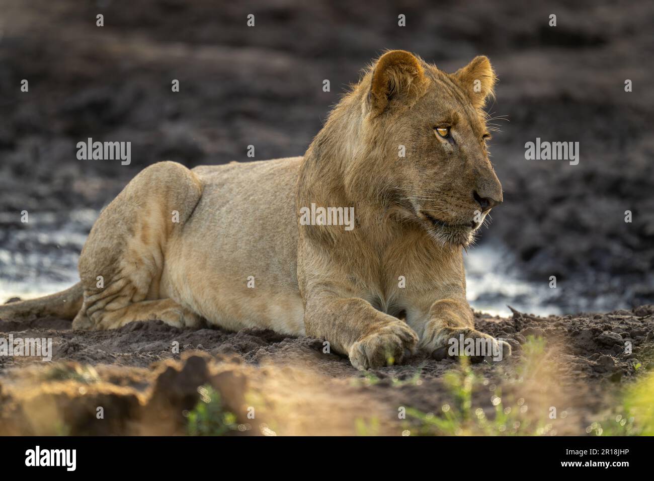 Young lion lies in mud by waterhole Stock Photo - Alamy