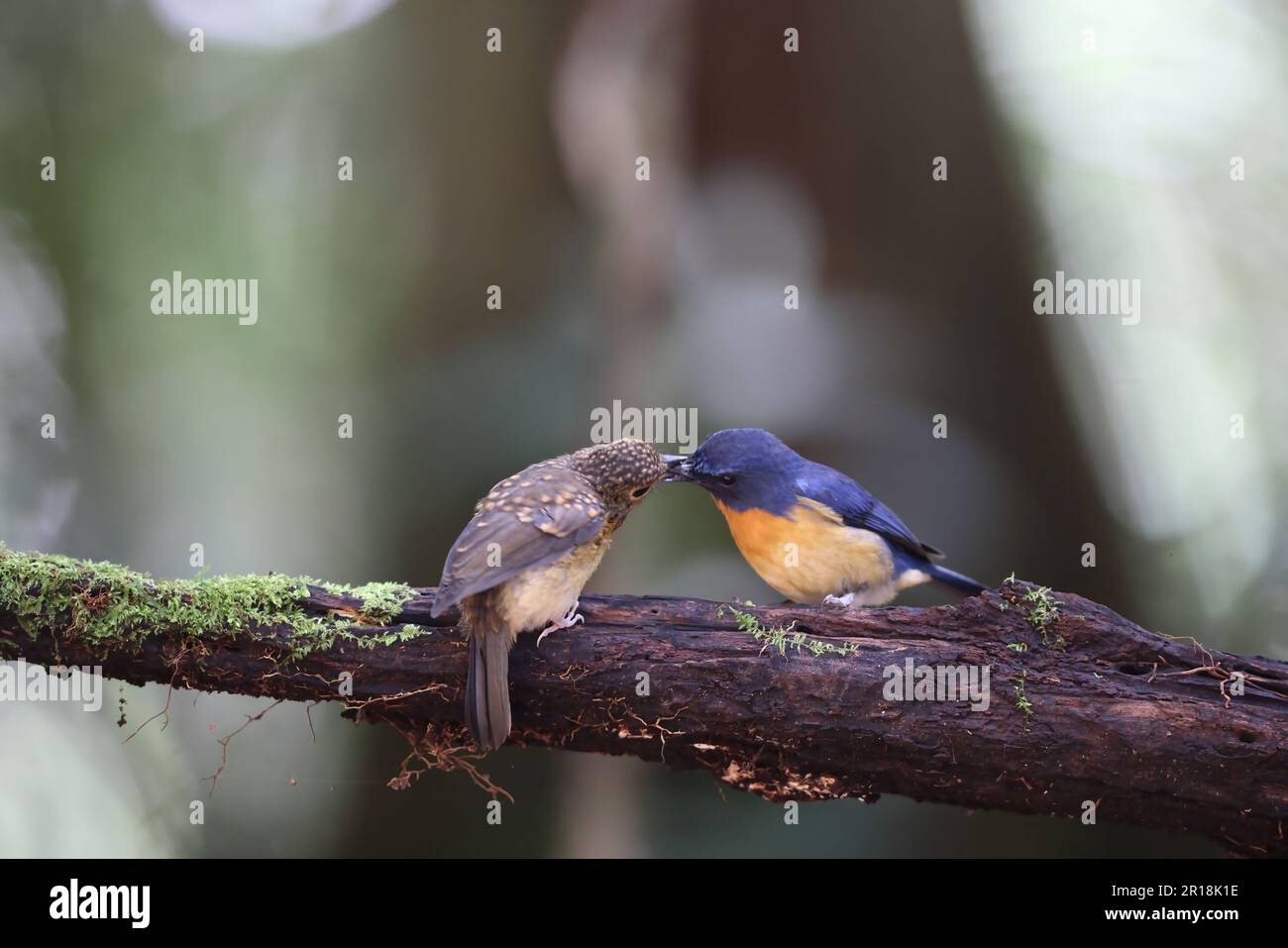 Bornean Blue Flycatcher (Cyornis superbus) in Sabah, Borneo, Malaysia ...