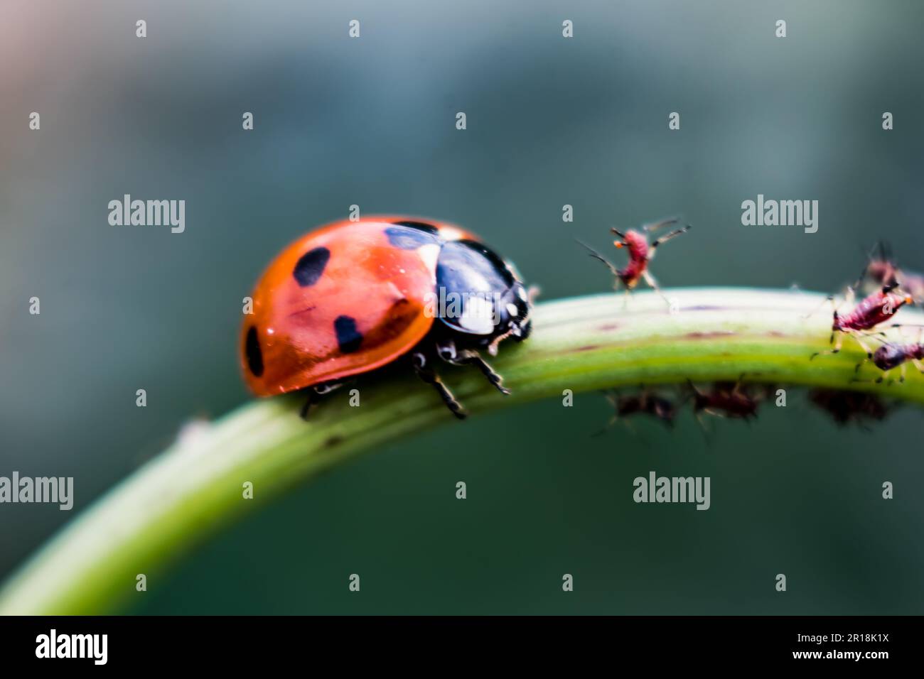 Ladybug on plant with aphids in a garden Stock Photo - Alamy