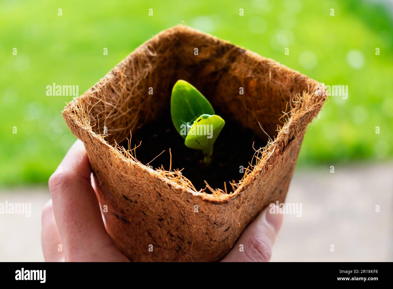 Zucchini seed which has sprout in biodagradable pot, zero waste and ...
