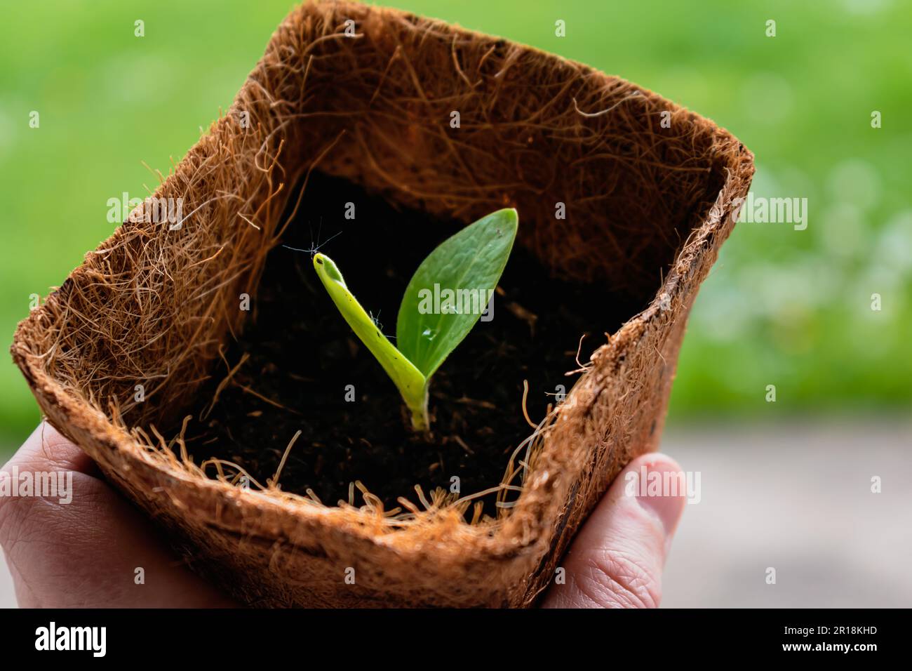 Zucchini seed which has sprout in biodagradable pot, zero waste and ...