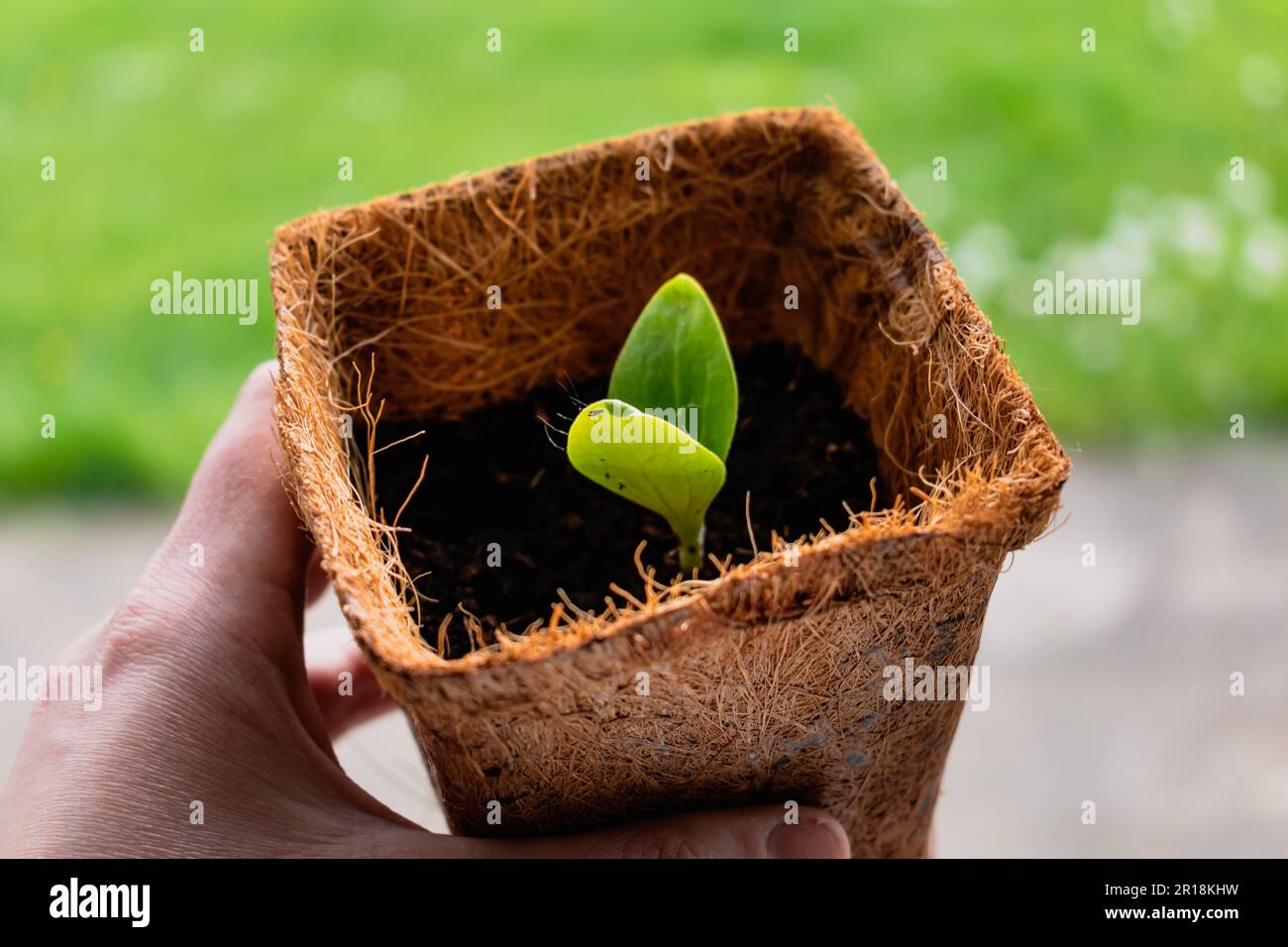 Zucchini seed which has sprout in biodagradable pot, zero waste and ...
