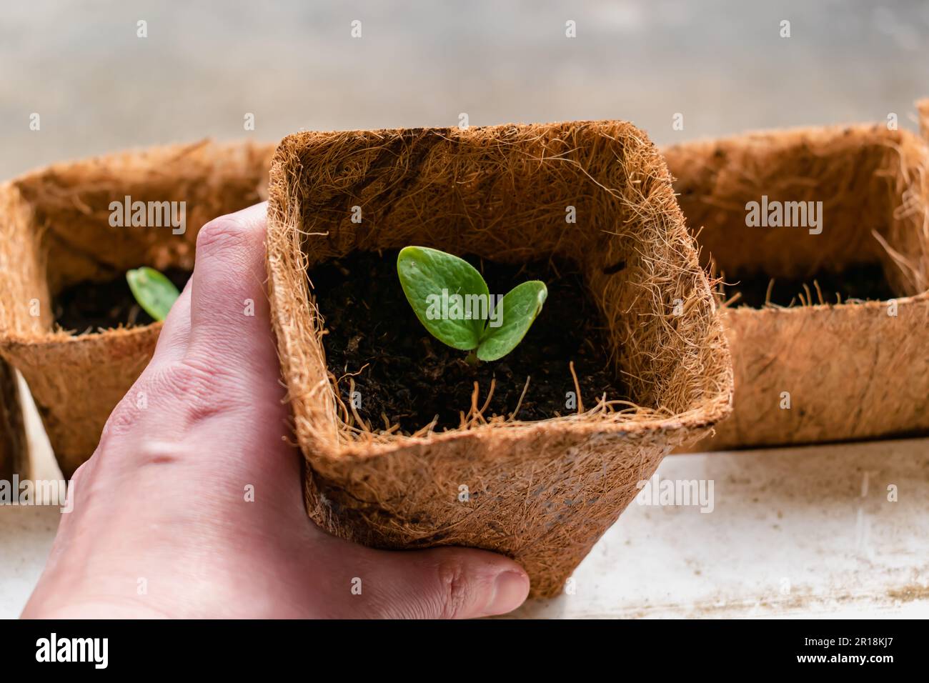 Zucchini seed which has sprout in biodagradable pot, zero waste and ...